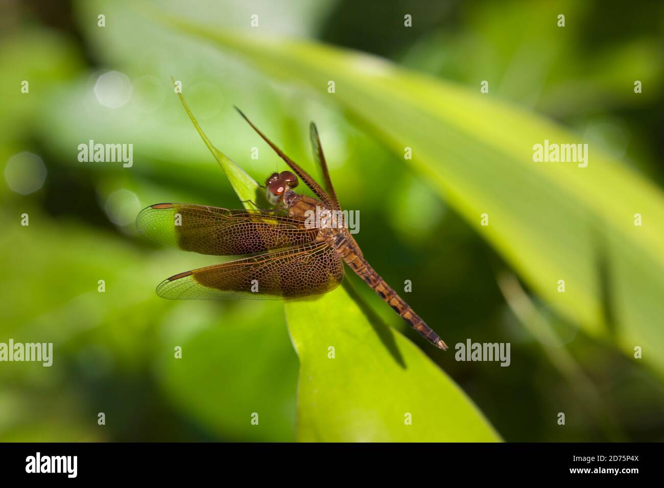 Neurothemis dragonfly, Neurothemis ramburii ramburii female, or ...
