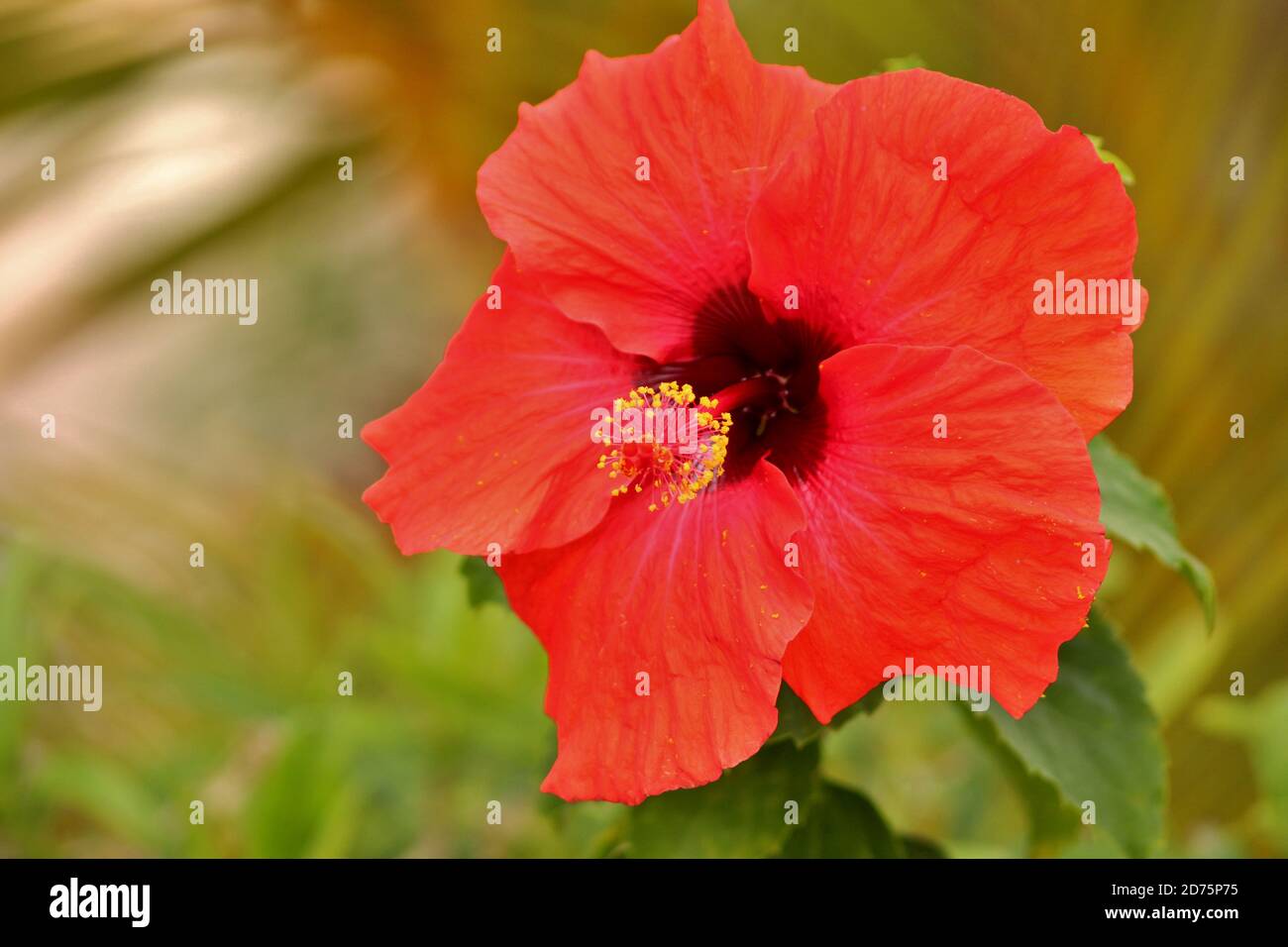 Hibiscus flower in full bloom Stock Photo - Alamy