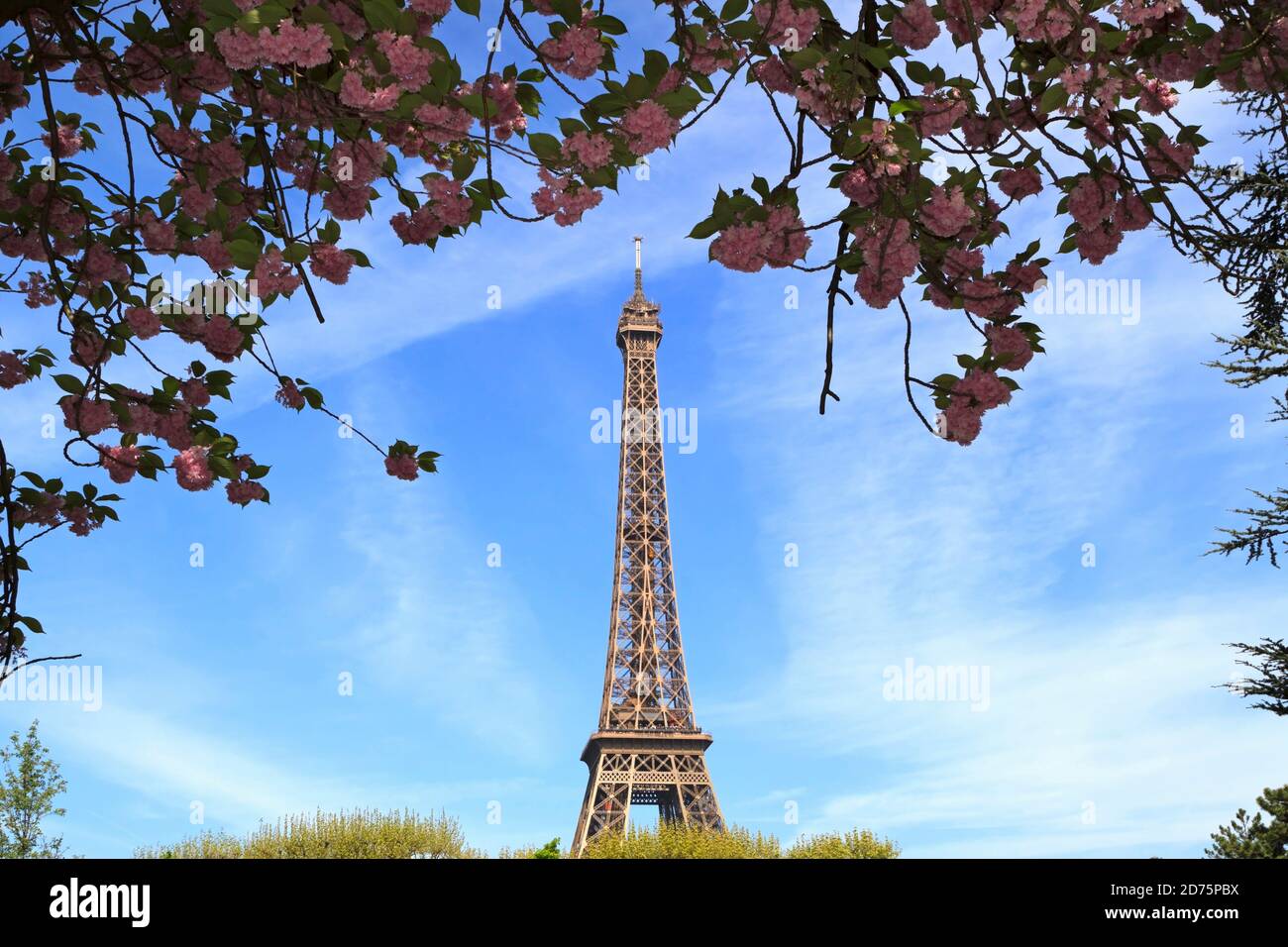 Flowering Cherry trees frame the Eiffel Tower in spring Stock Photo - Alamy