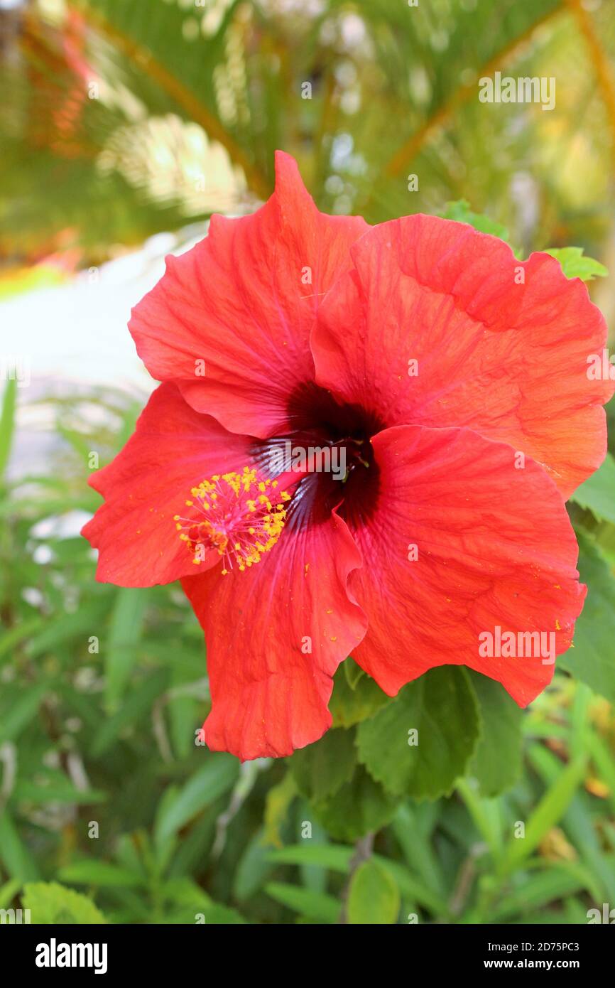 Hibiscus flower in full bloom Stock Photo - Alamy