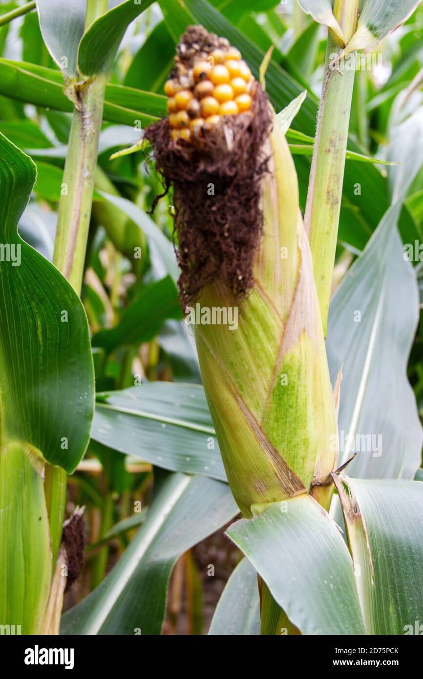 Picture of a maize plant with its corn cob, Zea mays Stock Photo - Alamy