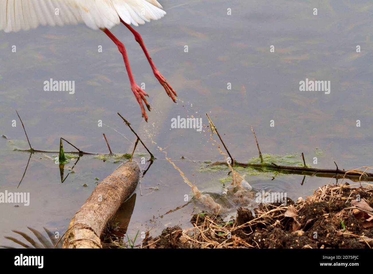 Legs of White Ibis, Eudocimus albus, taking flight from the water at ...