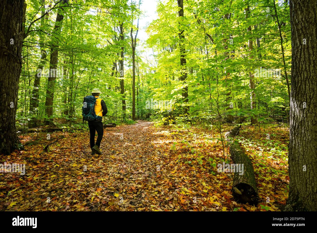 Active healthy man hiking in beautiful autumn forest Stock Photo - Alamy