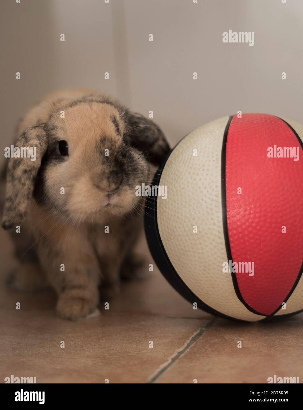 RABBIT EATING VERY QUIET AT HOME Stock Photo - Alamy