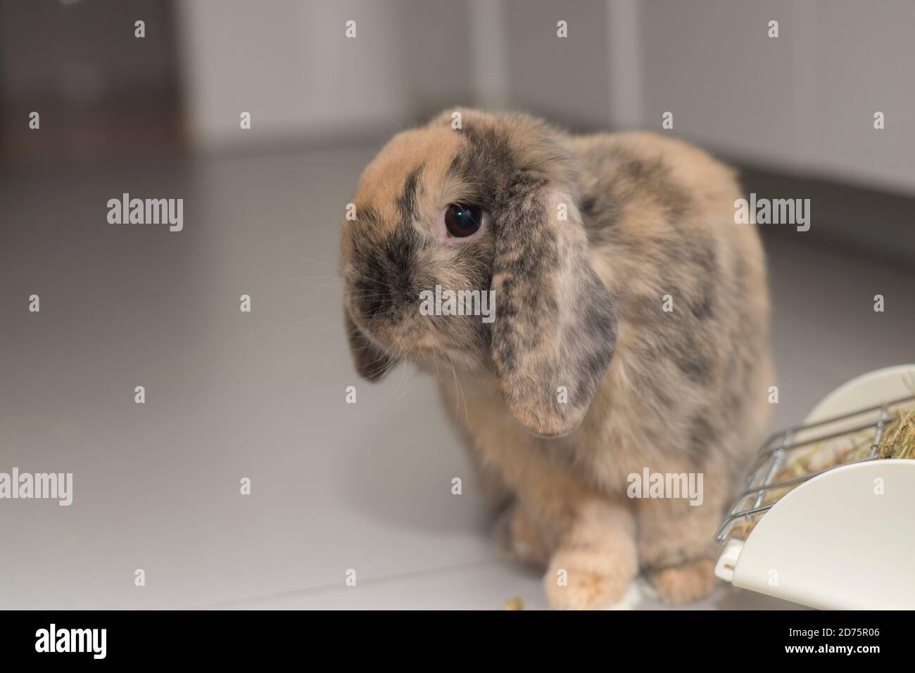 RABBIT EATING VERY QUIET AT HOME Stock Photo - Alamy