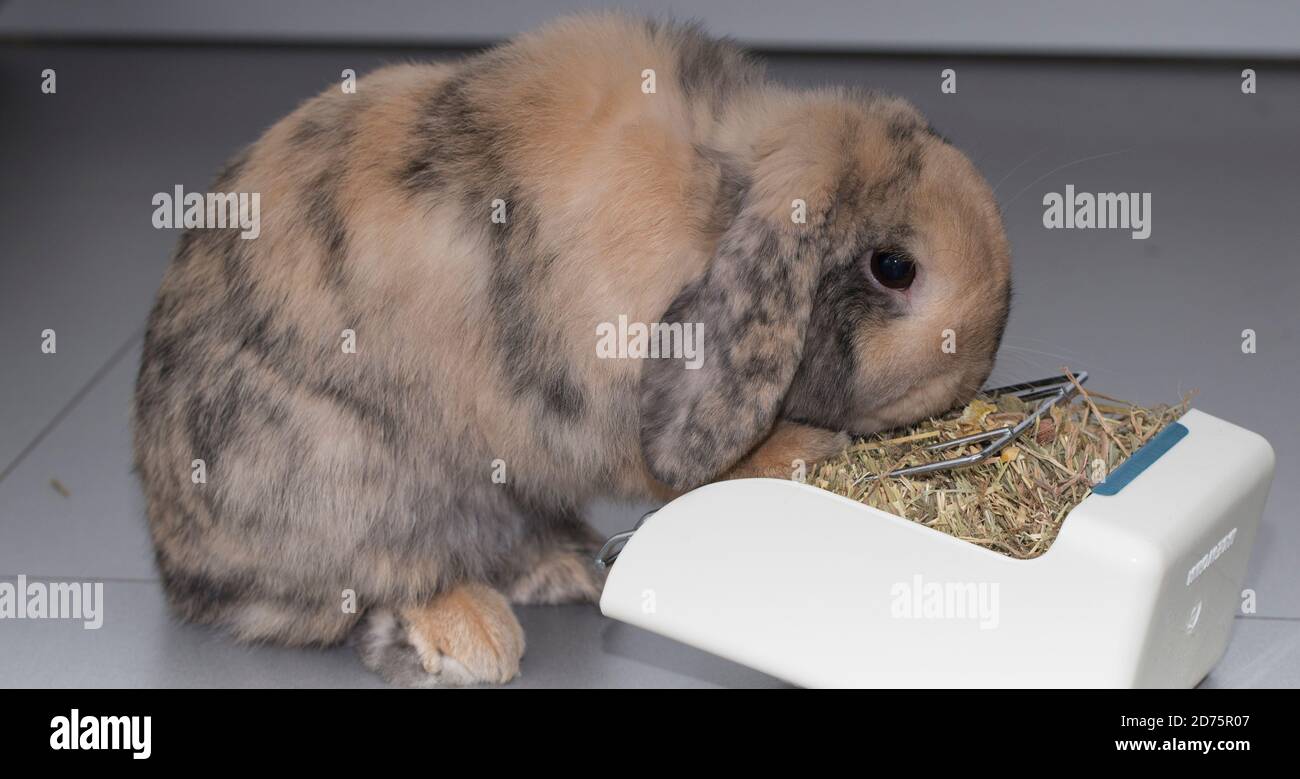 RABBIT EATING VERY QUIET AT HOME Stock Photo - Alamy