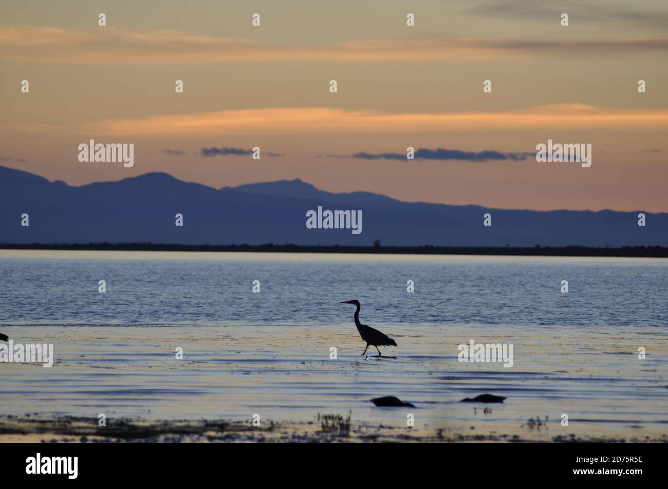 Heron at Sunset Stock Photo - Alamy