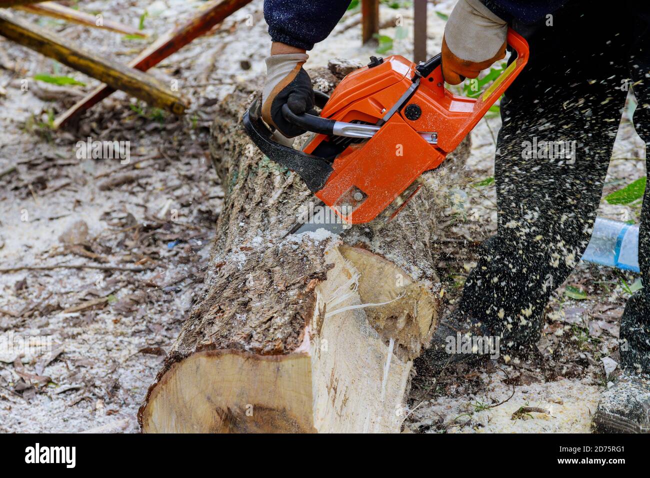 Professional city utilities cutting a big tree in the city after a ...
