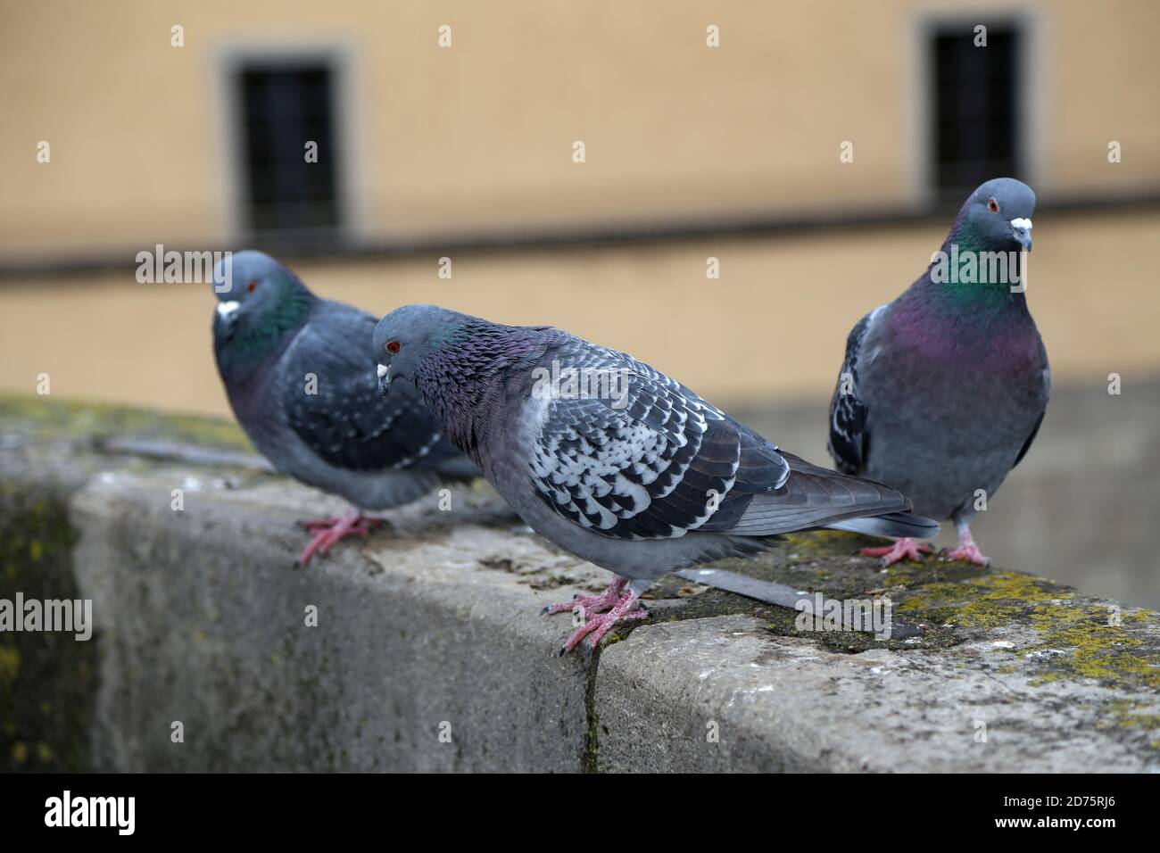 Pigeons resting on stone hi-res stock photography and images - Alamy