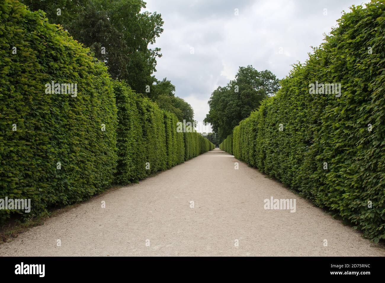 Focal point view of a straight pathway with hedges on each side Stock ...