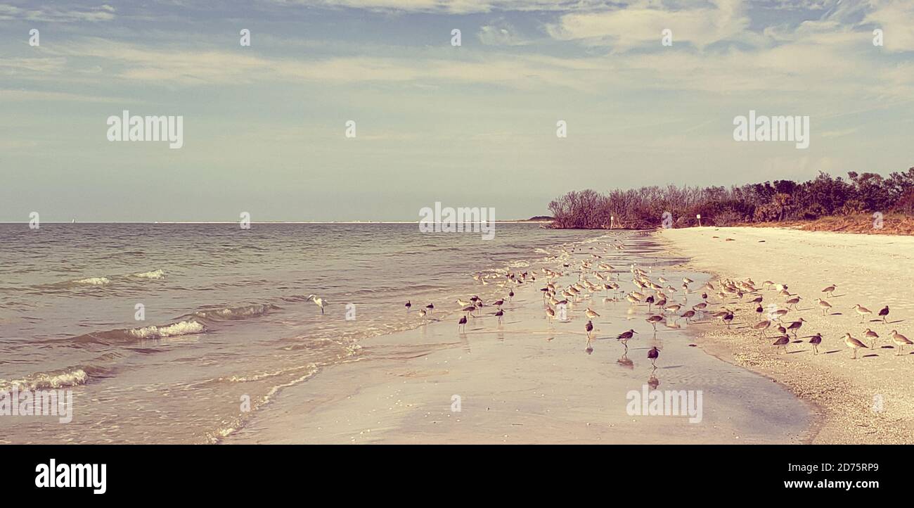 Birds on the beach Stock Photo - Alamy