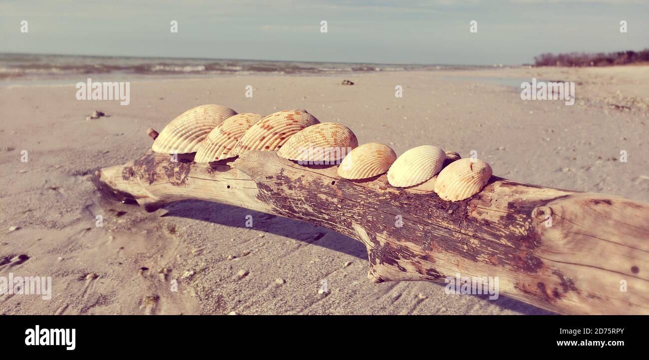 Sea shells on the sea shore Stock Photo - Alamy