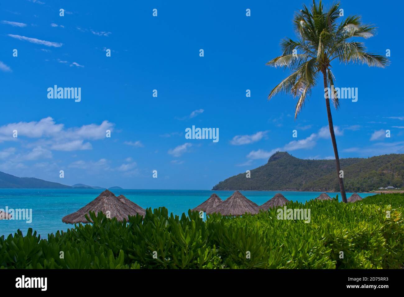 Palm trees on the beach on Hamilton Island, AustraliaPalm trees on the ...