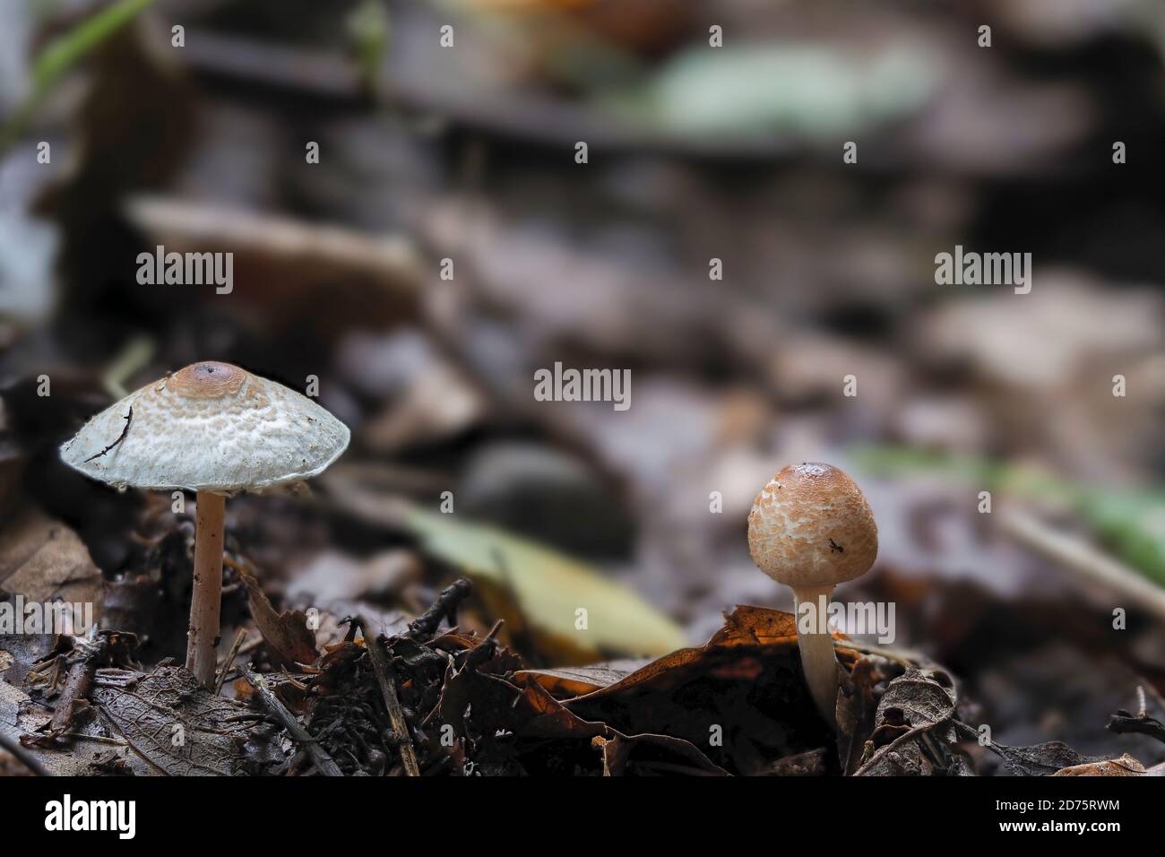 The Stinking Dapperling (Lepiota cristata) is an poisonous mushroom ...