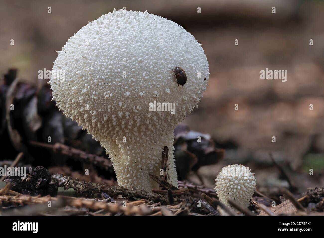The Warted Puffball (Lycoperdon perlatum) is an edible mushroom ...