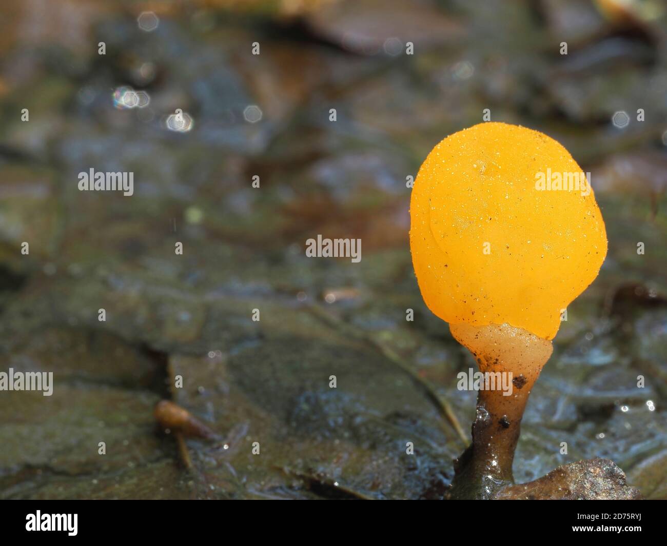 The Bog Beacon (Mitrula paludosa) is an inedible mushroom , stacked ...