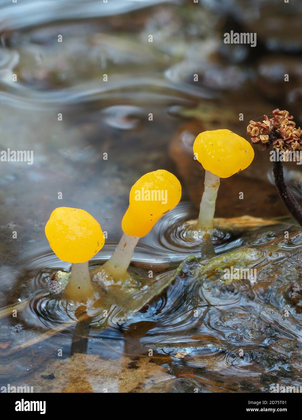 The Bog Beacon (Mitrula paludosa) is an inedible mushroom , stacked ...