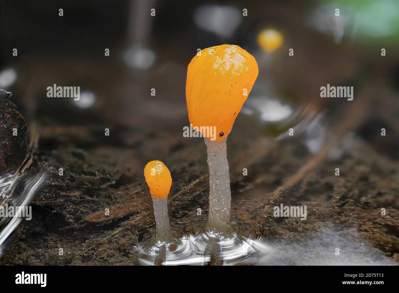The Bog Beacon (Mitrula paludosa) is an inedible mushroom , stacked ...