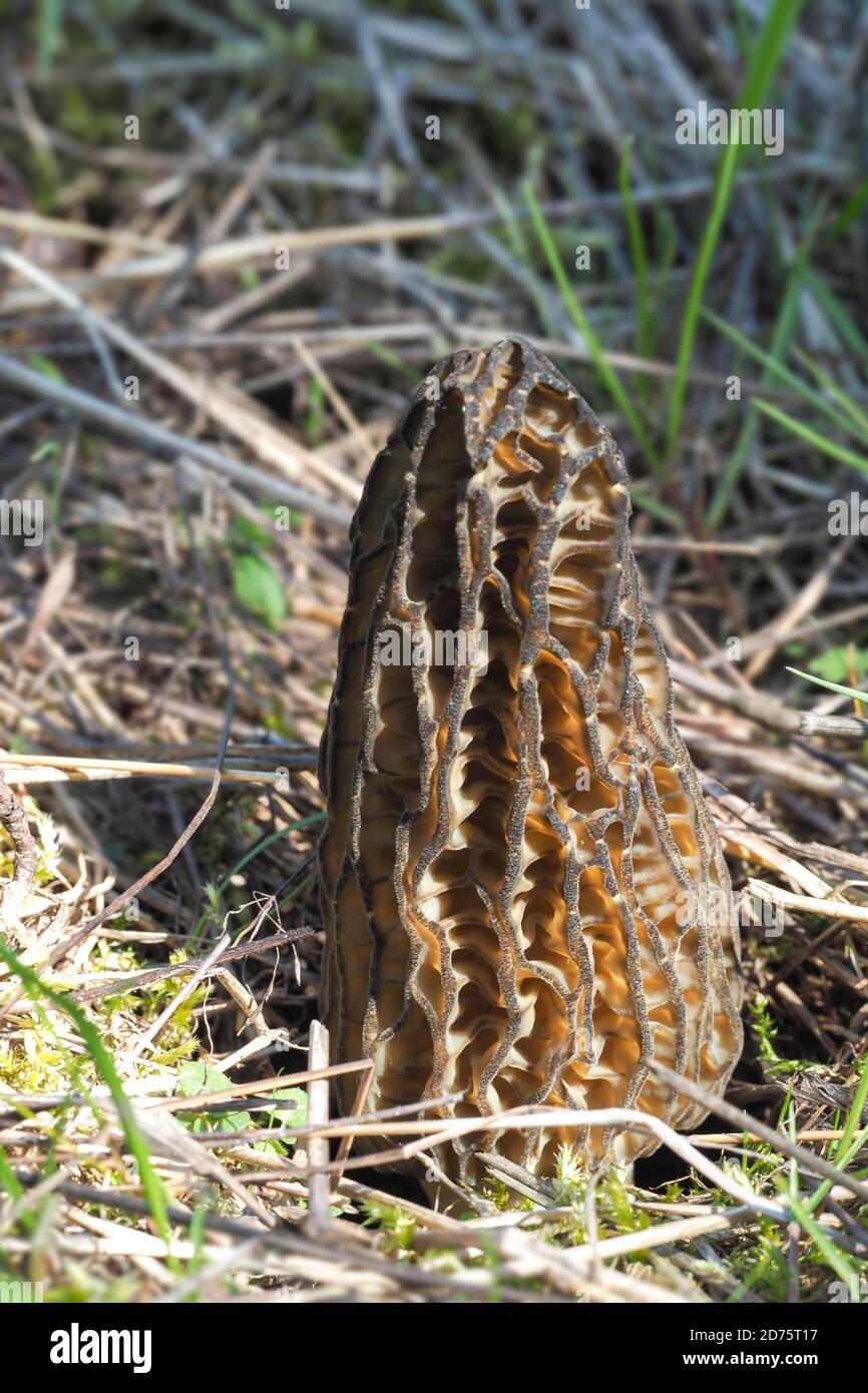 The Black Morel (Morchella elata) is an edible mushroom , stacked macro ...