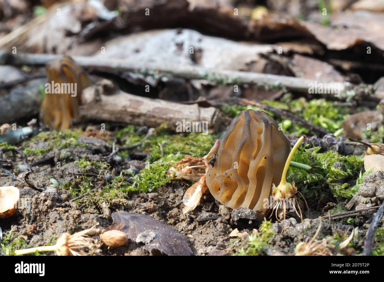 The Semifree Morel (Morchella semilibera) is an edible mushroom ...