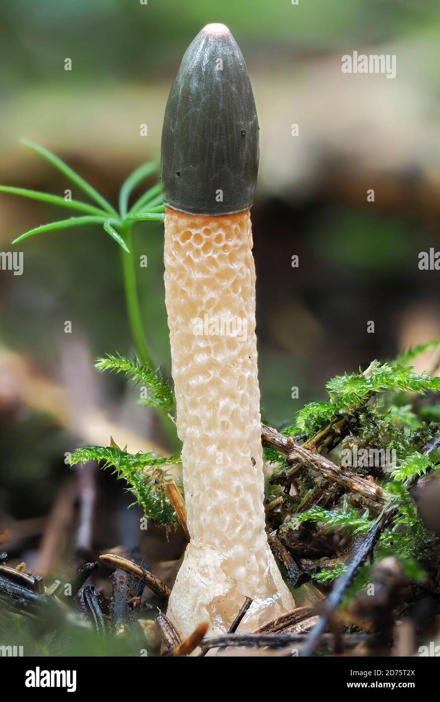 Mutinus caninus stinkhorn chien hi-res stock photography and images - Alamy