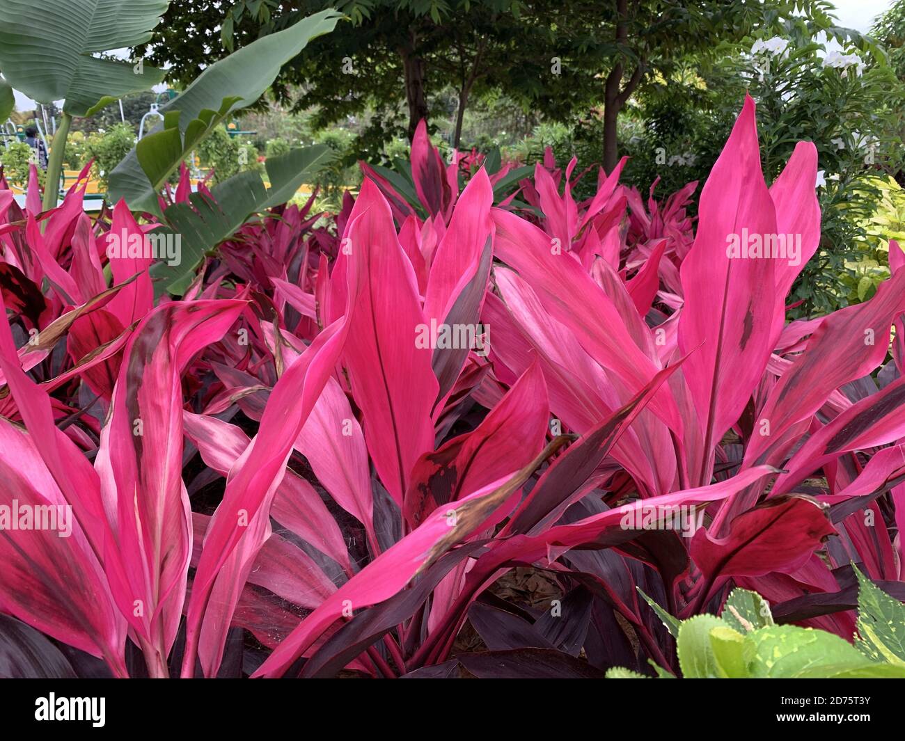 Red ti plants hi-res stock photography and images - Alamy