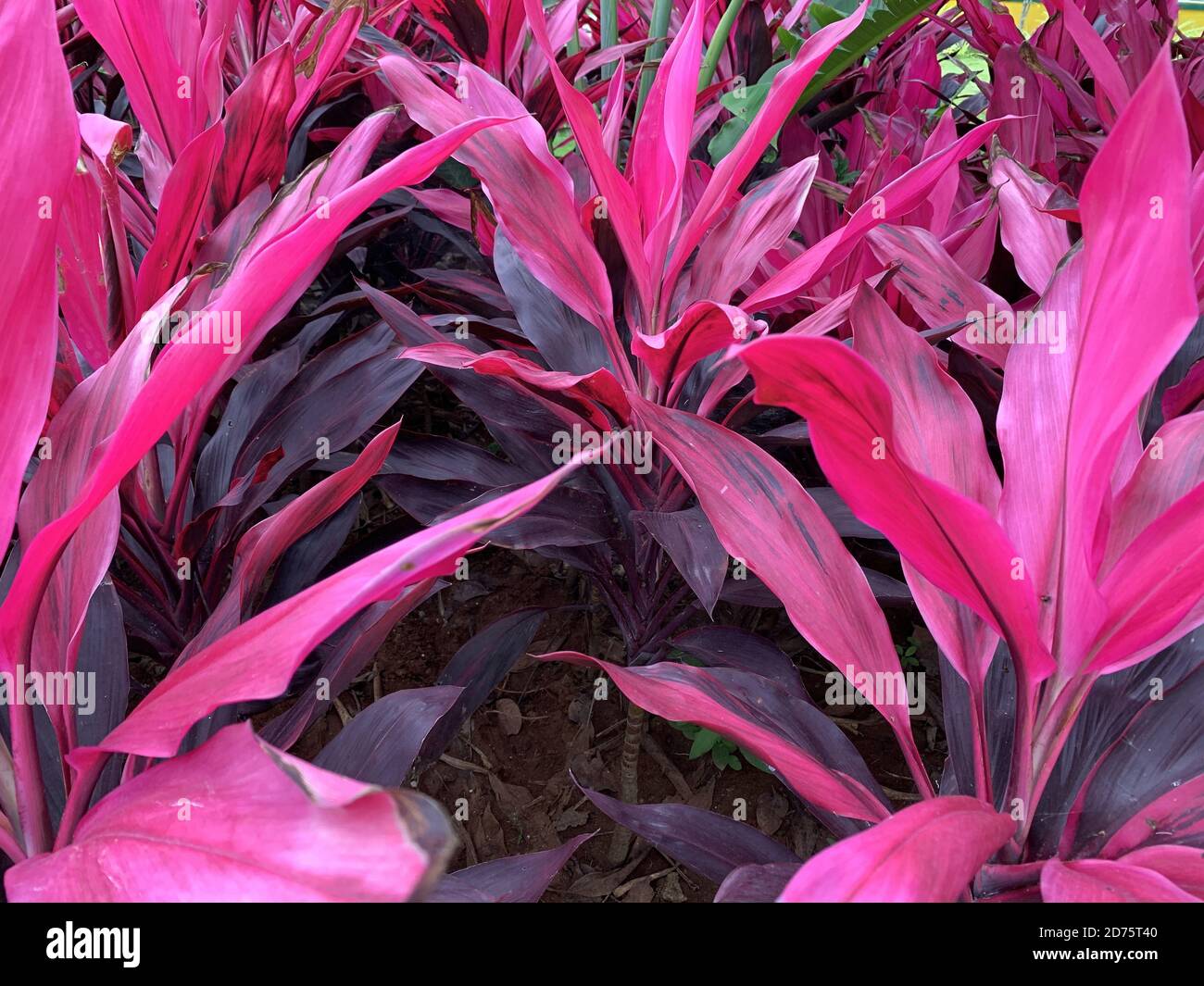 Red ti plants hi-res stock photography and images - Alamy
