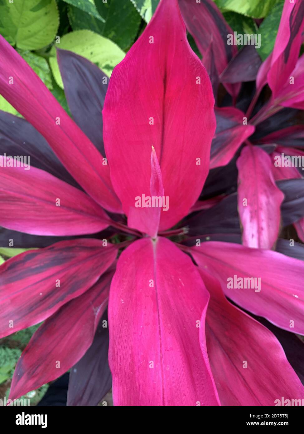 Red ti plants hi-res stock photography and images - Alamy