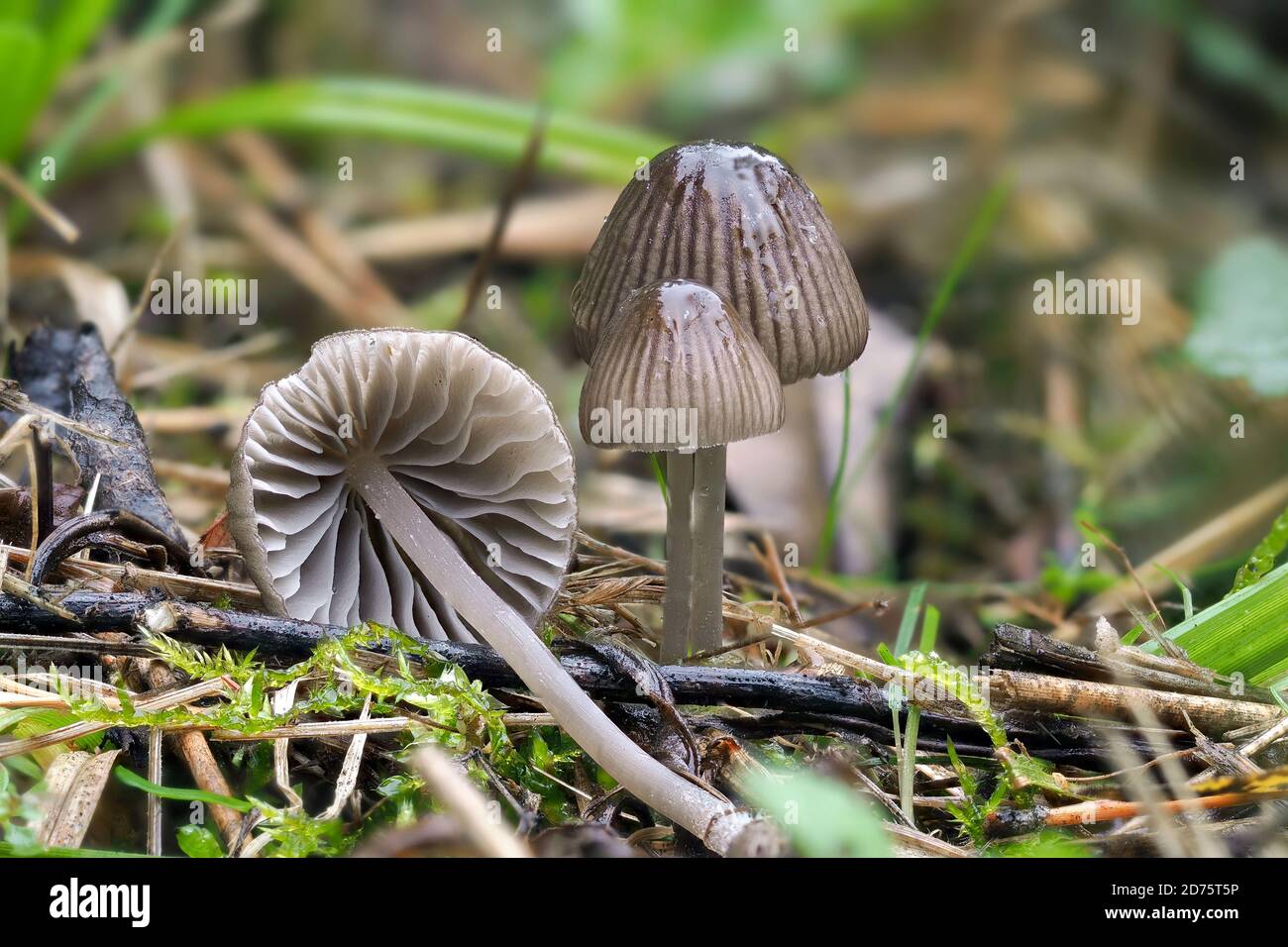 The Bonnet (Mycena species) is an inedible mushroom , stacked macro ...