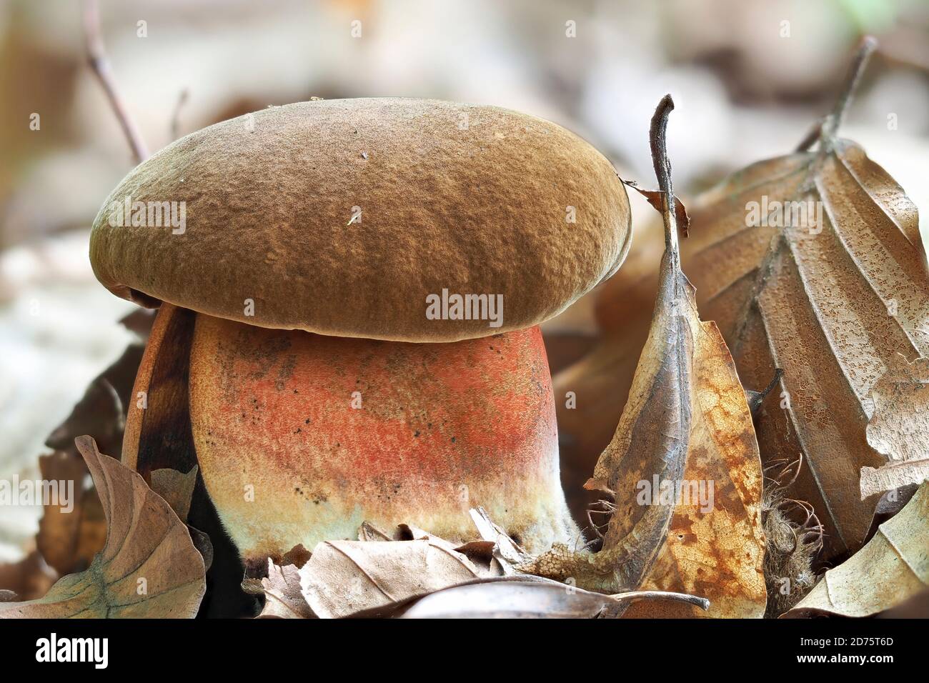 The Scarletina Bolete (Neoboletus erythropus) is an edible mushroom ...