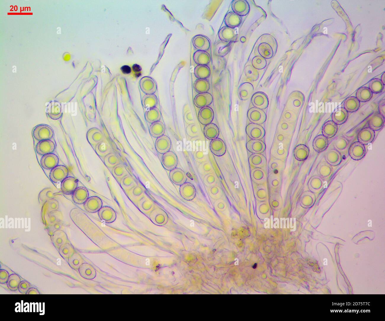 Asci spores hi-res stock photography and images - Alamy