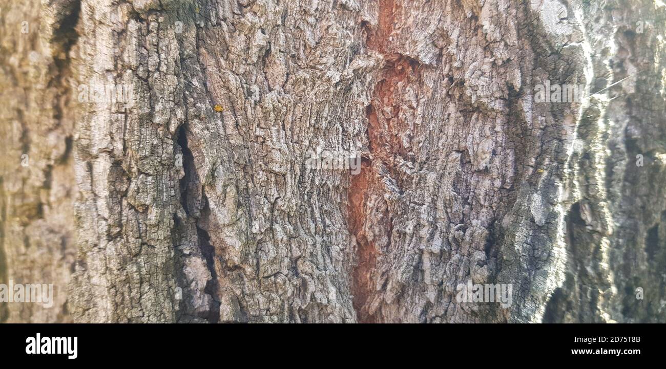 Closeup texture of a tree bark Stock Photo - Alamy