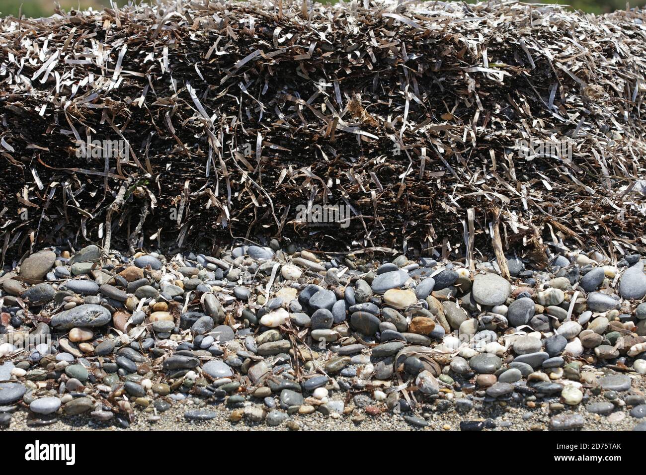 Dead sea weed in crete island summer modern high quality print Stock ...