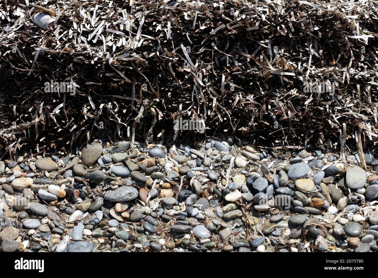 Dead sea weed in crete island summer modern high quality print Stock ...