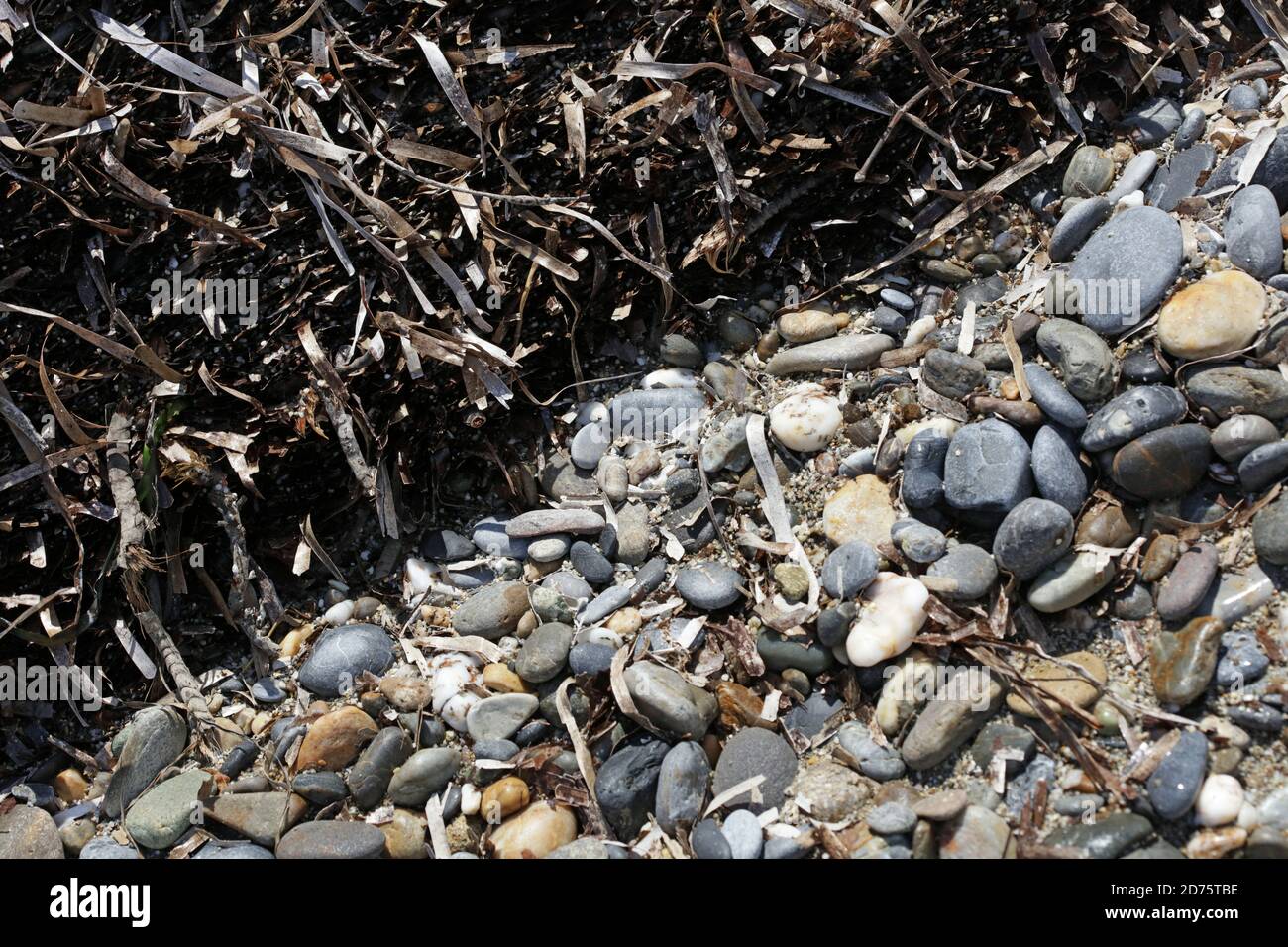 Dead sea weed in crete island summer modern high quality print Stock ...