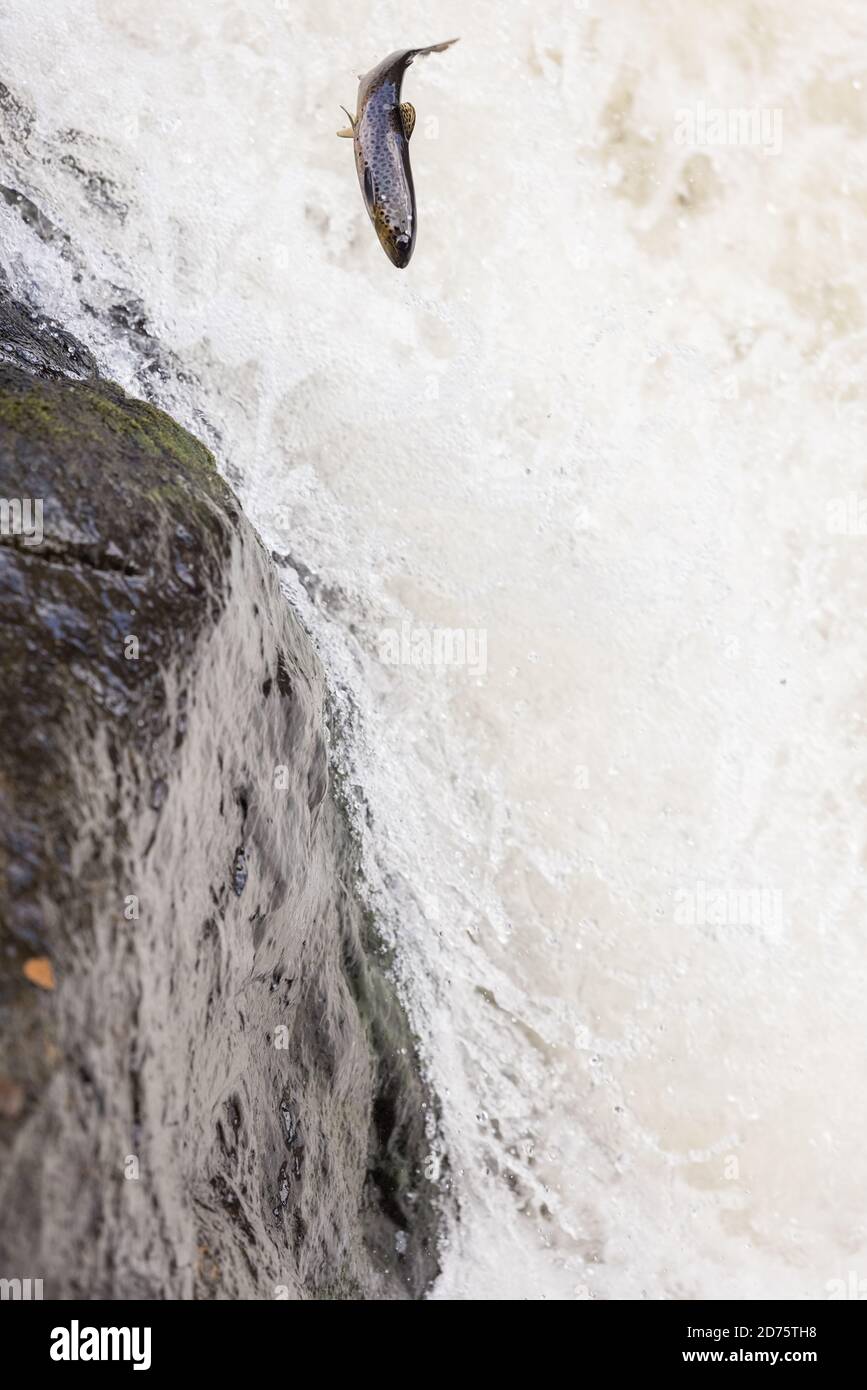 Atlantic Salmon Parr Fish High Resolution Stock Photography and Images ...