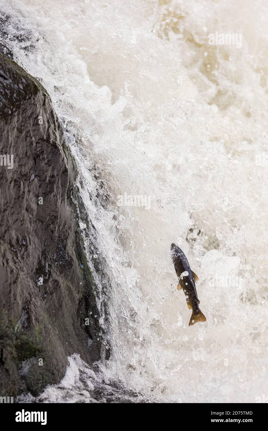 Atlantic Salmon Parr Fish High Resolution Stock Photography and Images ...