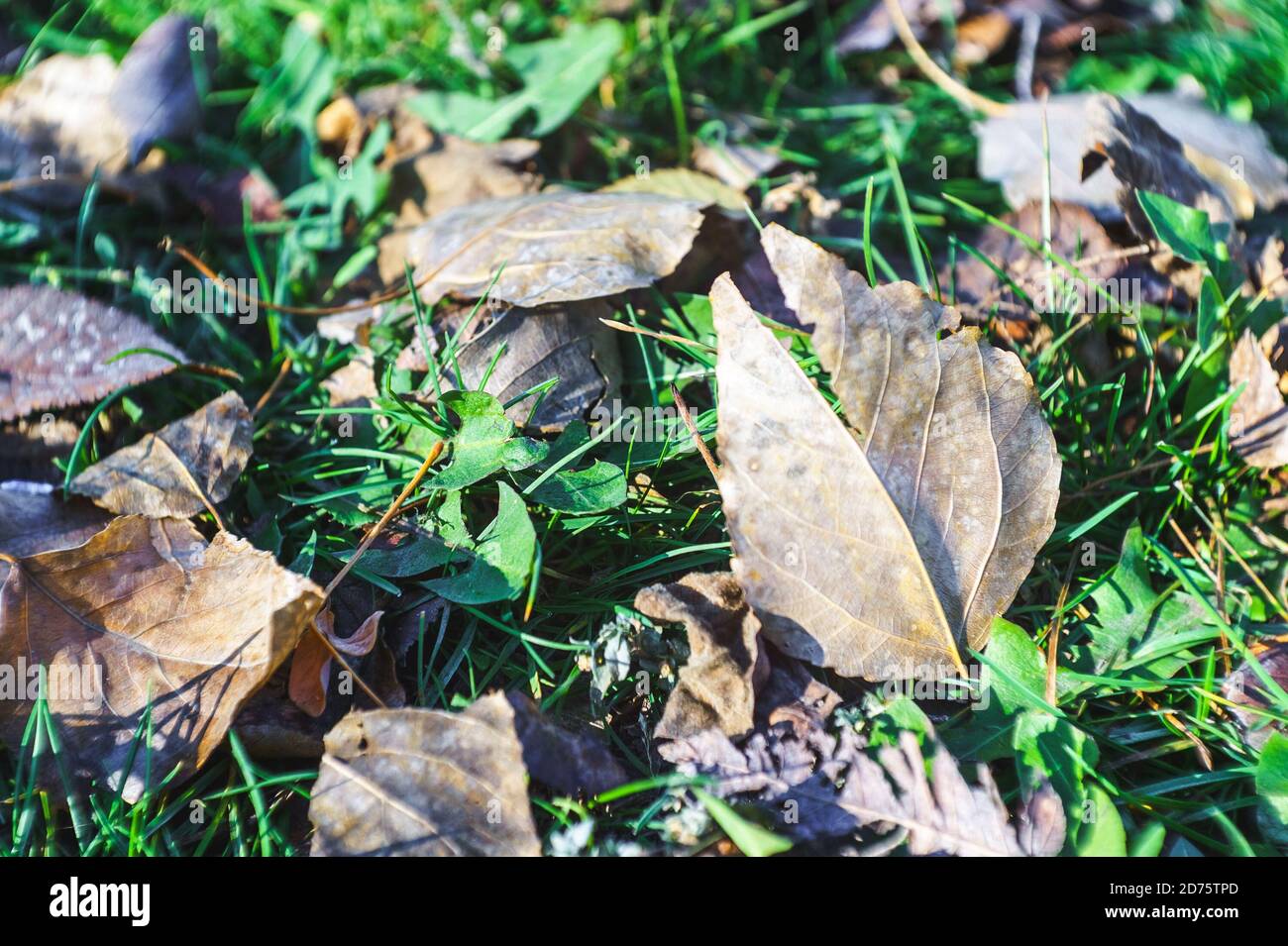Fallen leaves on autumn green grass. Season change concept Stock Photo ...
