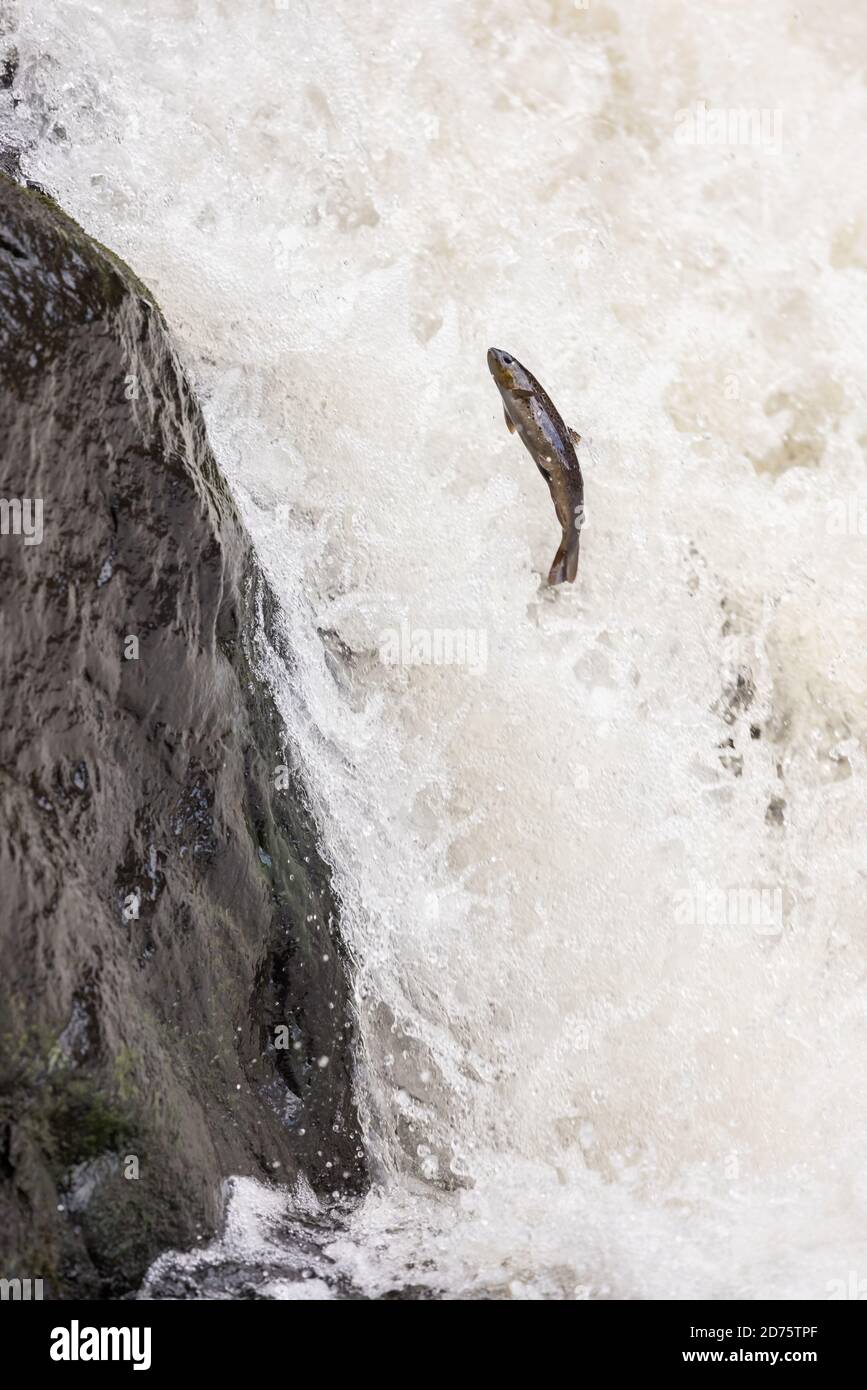 Atlantic Salmon Parr Fish High Resolution Stock Photography and Images ...