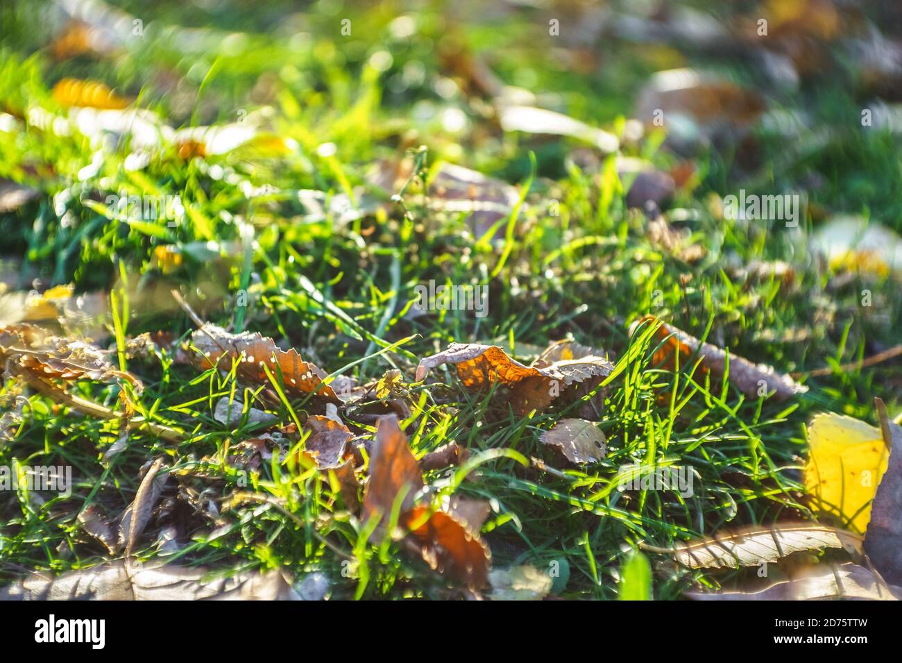 Green grass and fallen leaves on blurred autumn background, spft ...