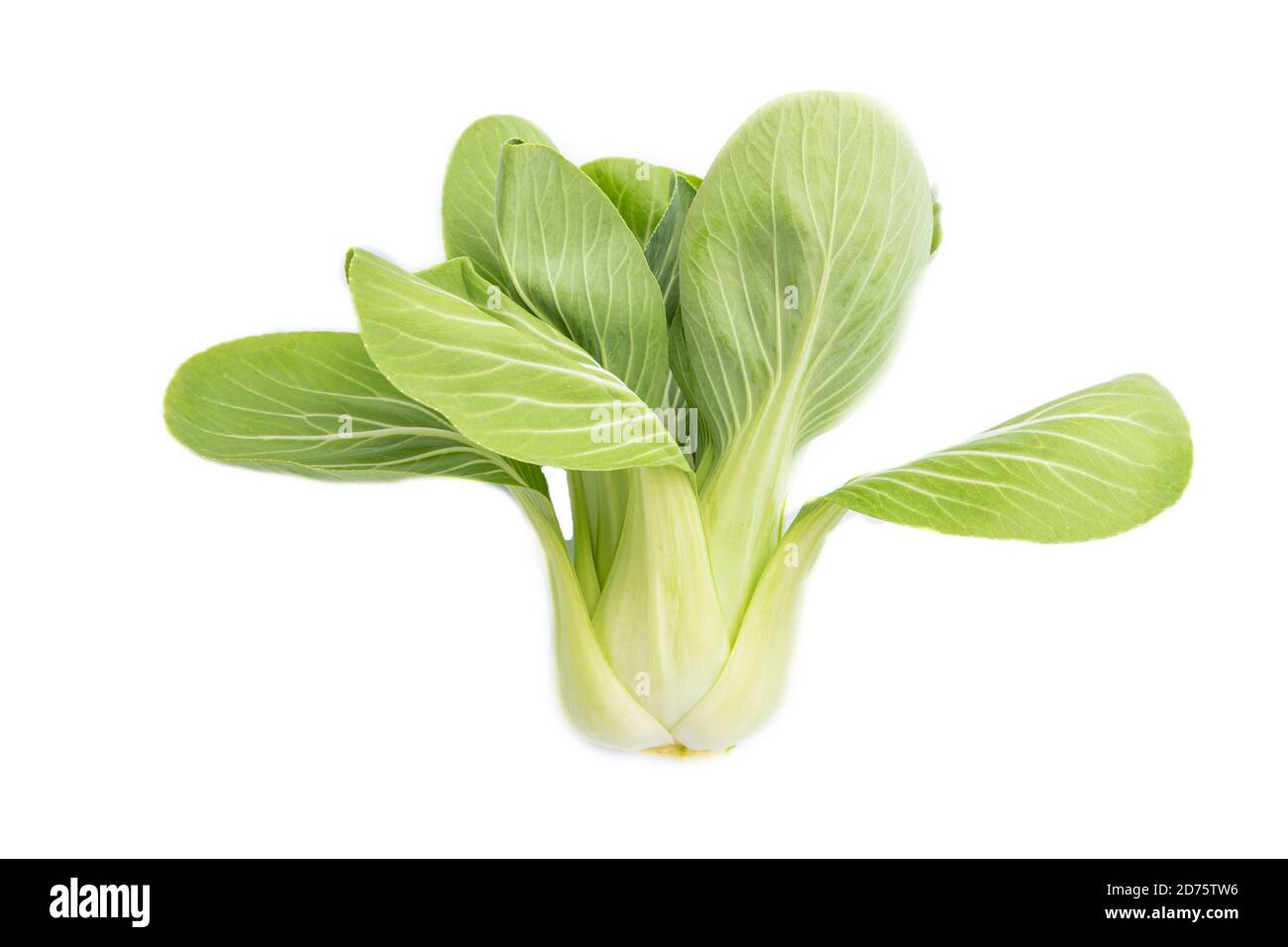 Fresh green bok choy or pac choi chinese cabbage isolated white background. Top view, close up ...
