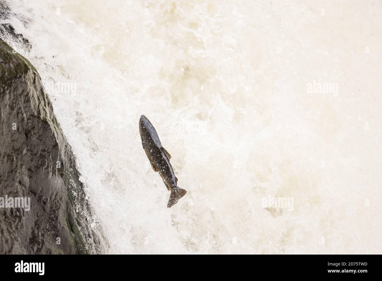 Atlantic Salmon Parr Fish High Resolution Stock Photography and Images ...