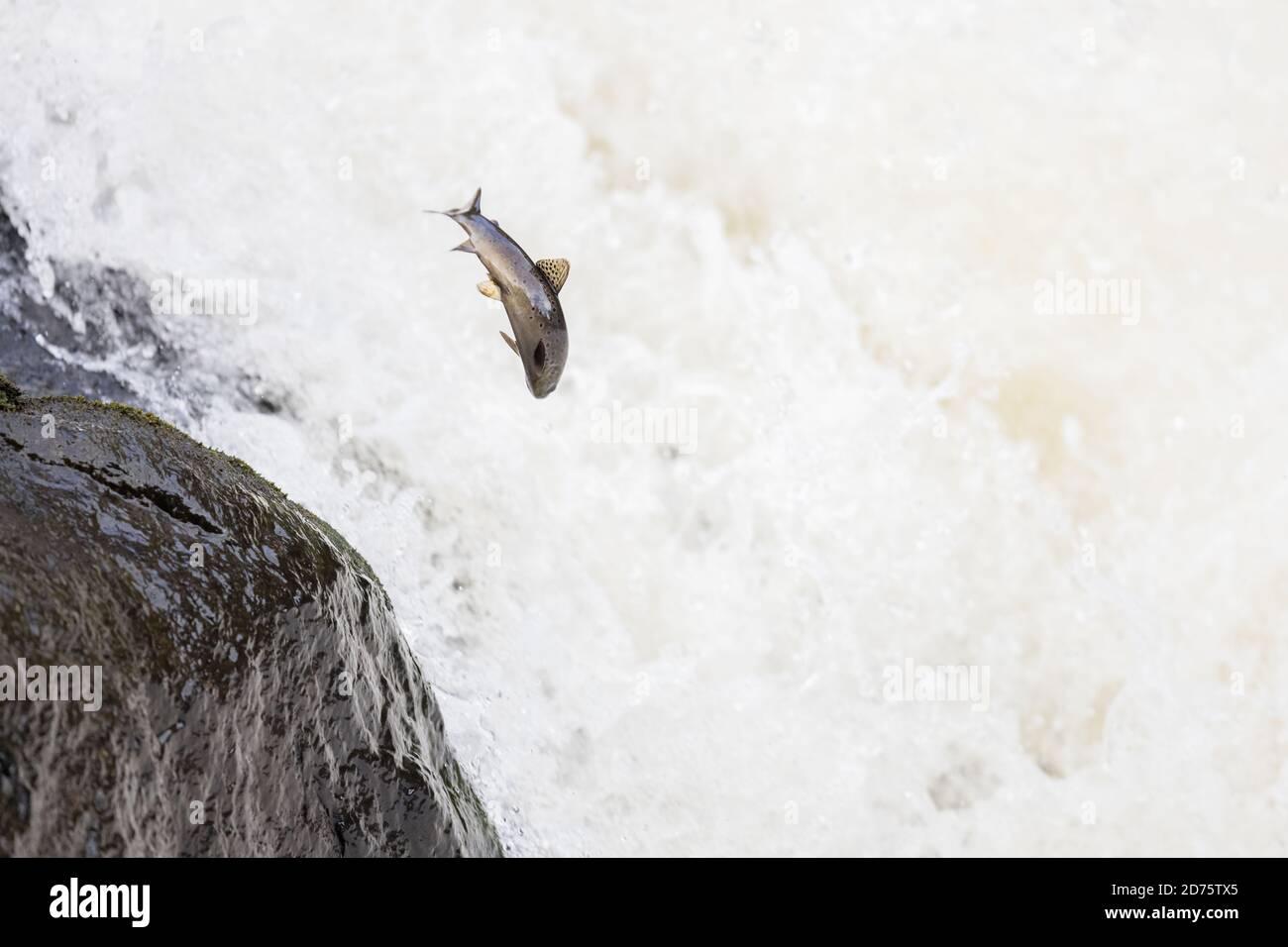 Atlantic Salmon Parr Fish High Resolution Stock Photography and Images ...
