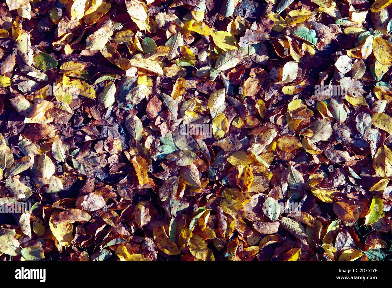 Fallen colorful wilted leaves on ground. Season change concept. Autumn ...