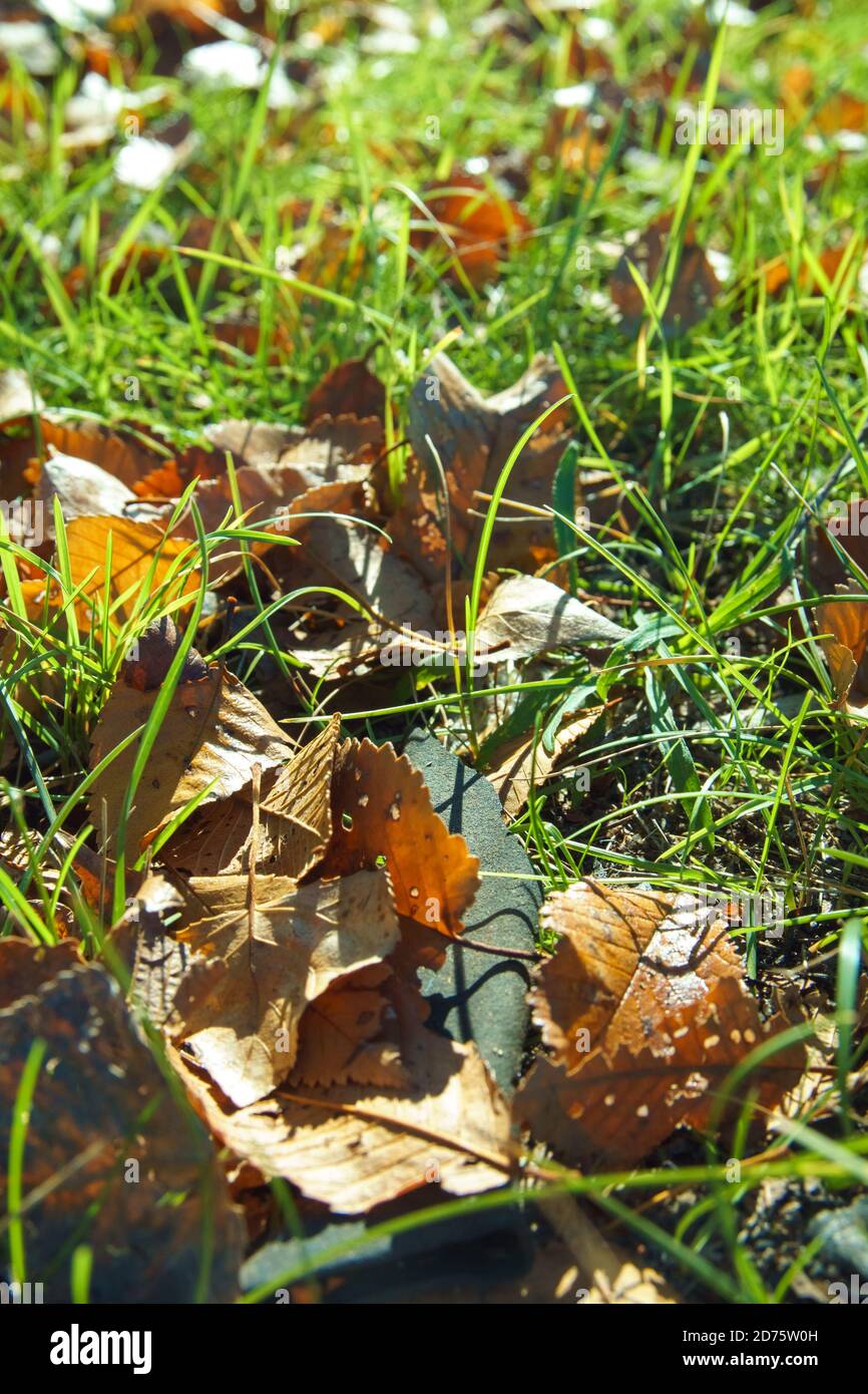 Green grass and fallen leaves on blurred autumn background. September ...