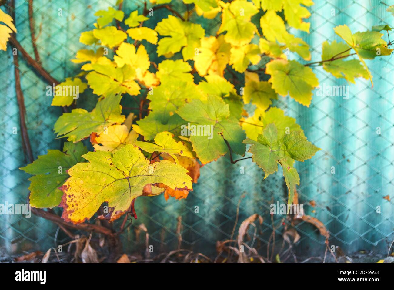 Vine leaves on fence background, soft selective focus. Mid autumn ...