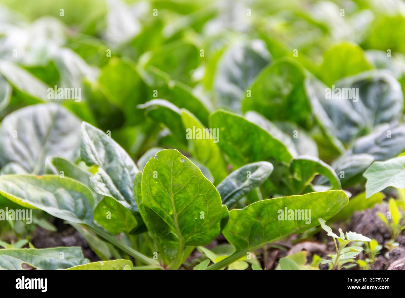 Organic spinach field, for graphic design background. Nature Stock ...