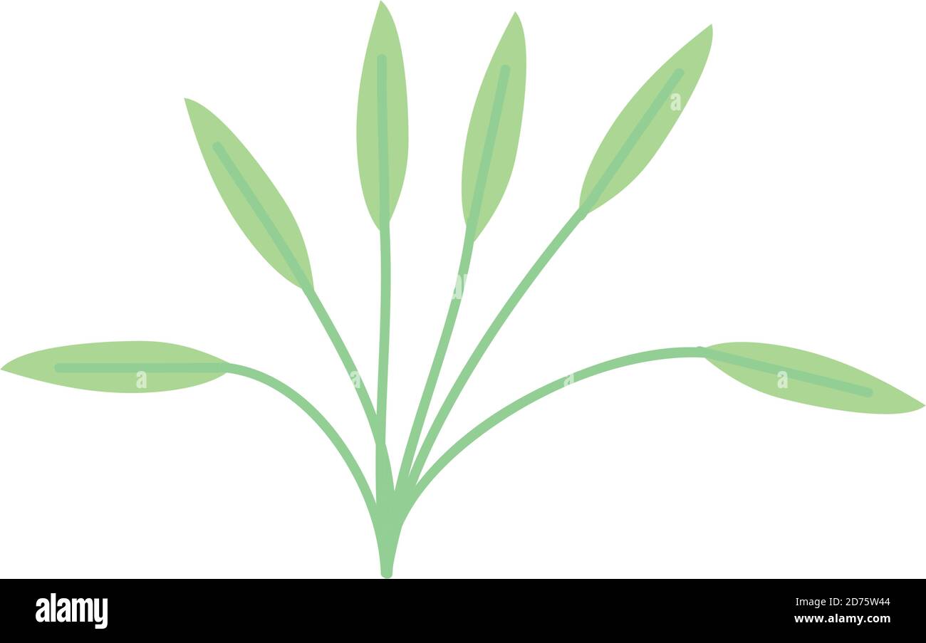 foliage leaves nature botanical decoration vector illustration Stock ...