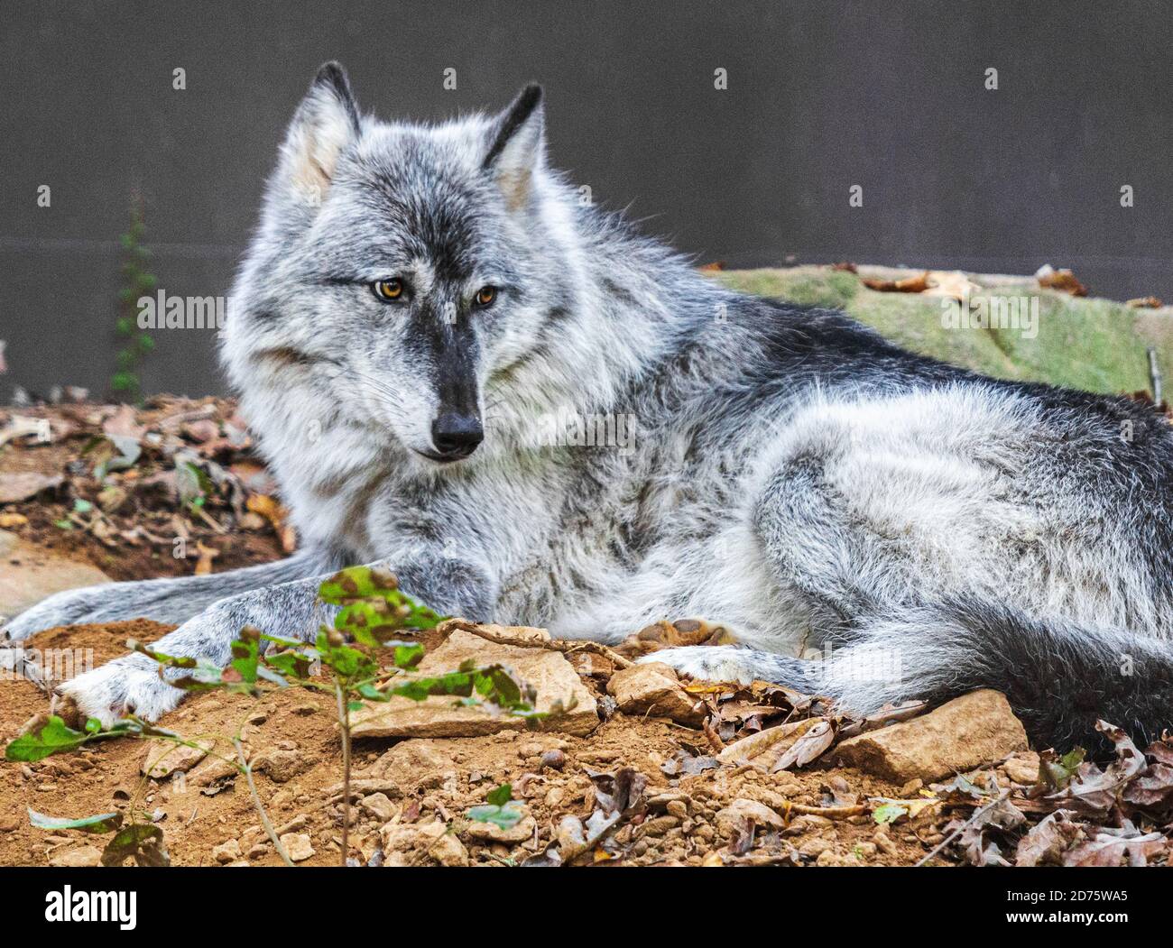 Biodiversity conservation center hi-res stock photography and images ...