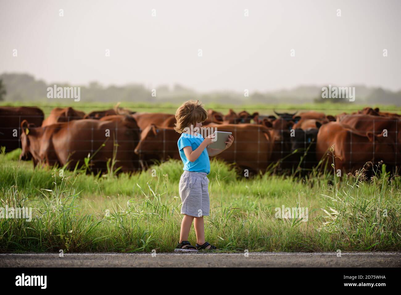 Little farmer holding tablet near cows farm. Summer kids at countryside ...